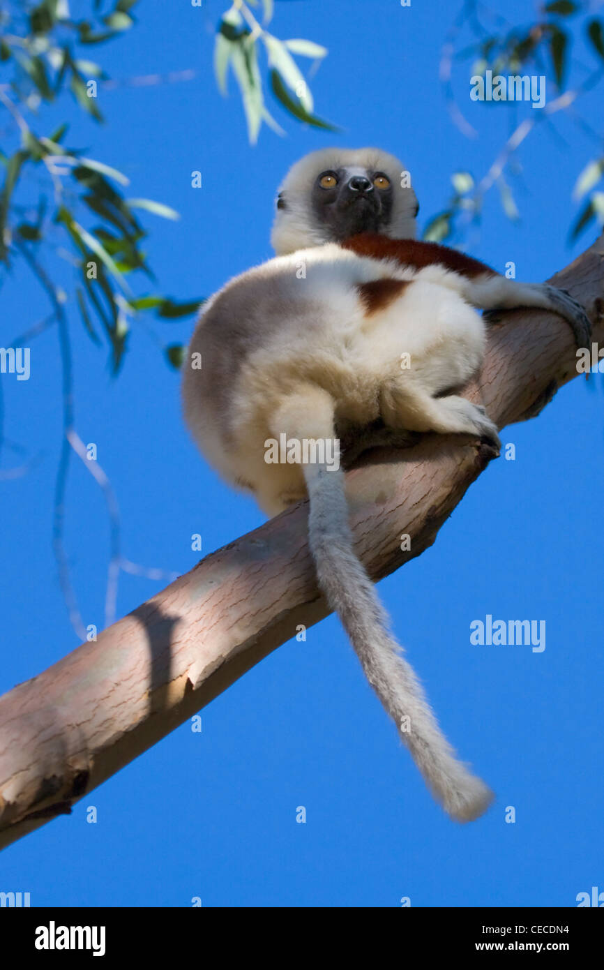 Coquerel's Sifaka (Propithecus coquereli) in the forest, Madagascar ...