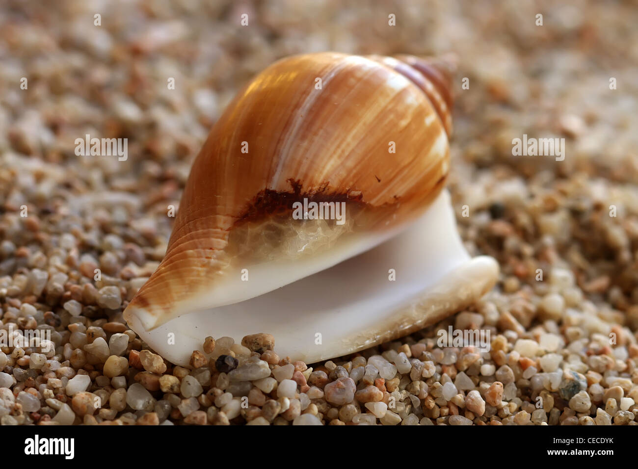 Seashell on the beach Stock Photo - Alamy