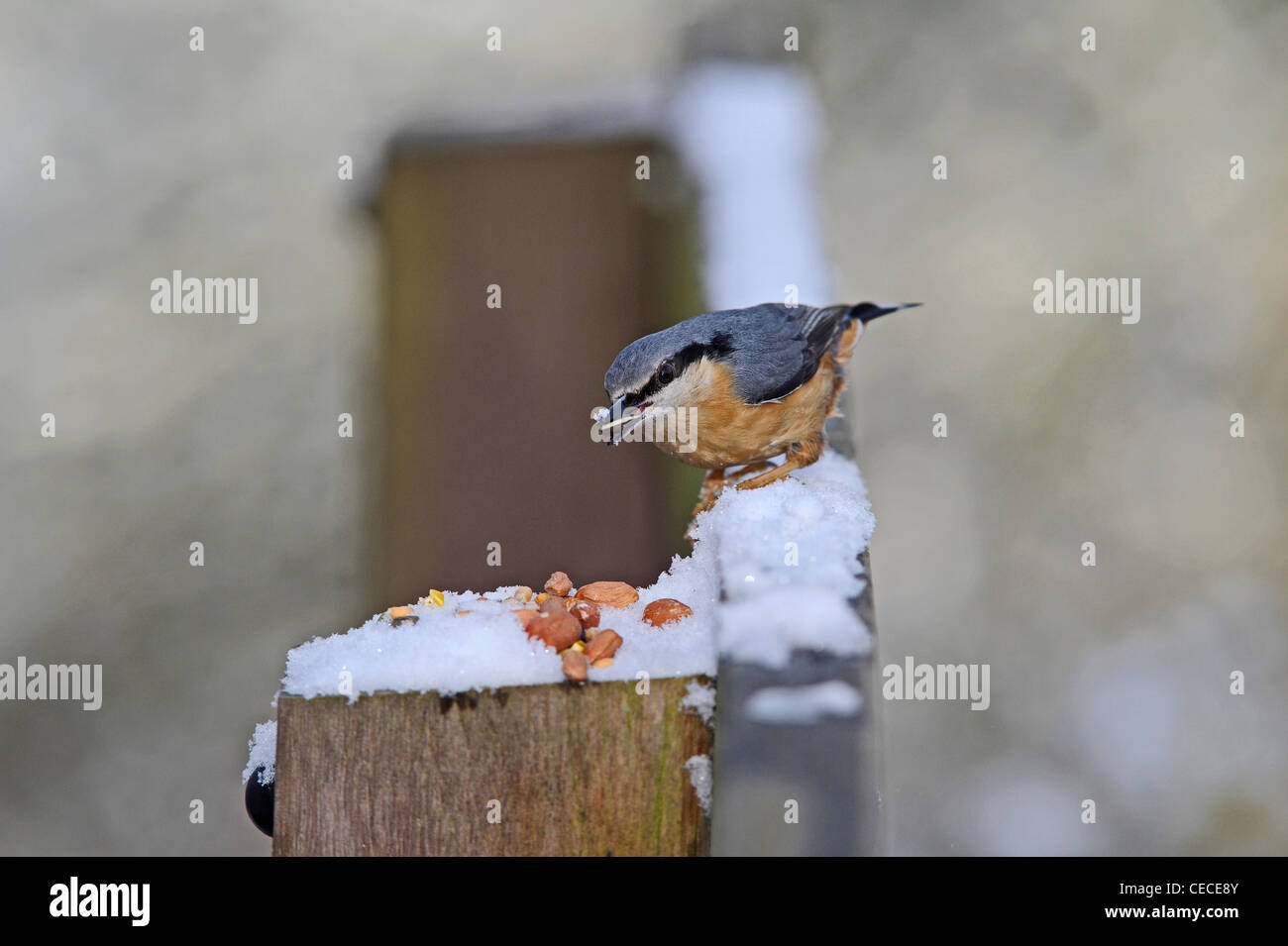 A Nuthatch, a small plump woodland bird feeding off a variety of seeds ...