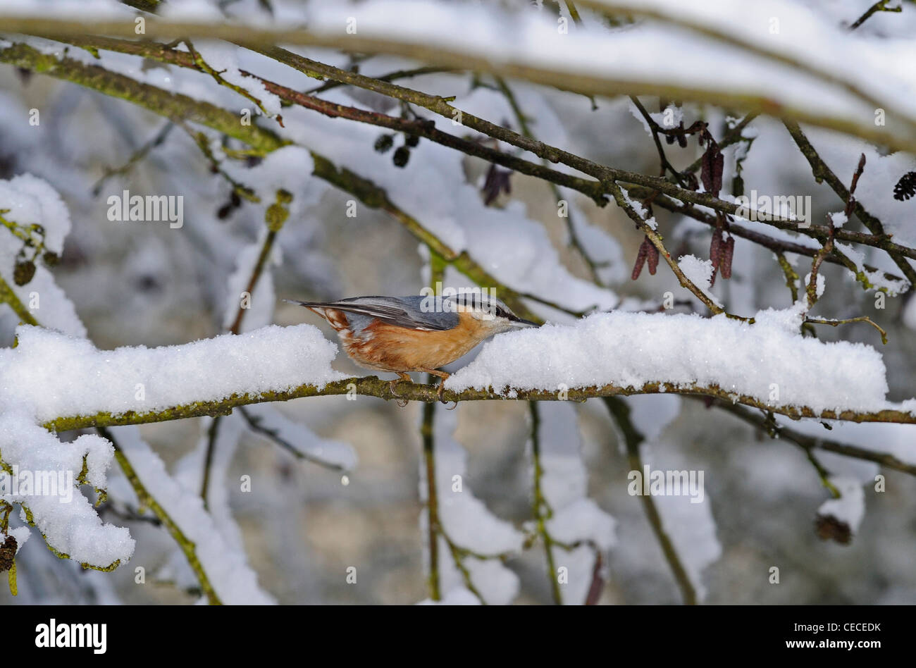 Plump bird hi-res stock photography and images - Alamy