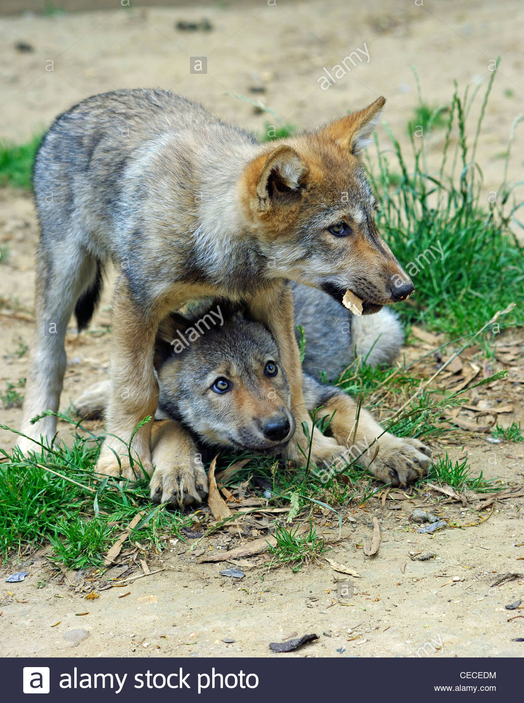 Colchester Zoo Stock Photos & Colchester Zoo Stock Images - Alamy