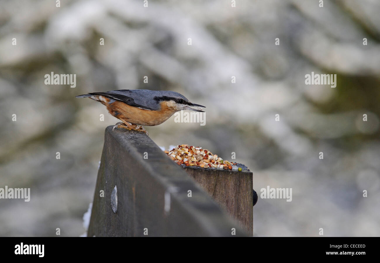 A Nuthatch, a small plump woodland bird feeding off a variety of seeds ...