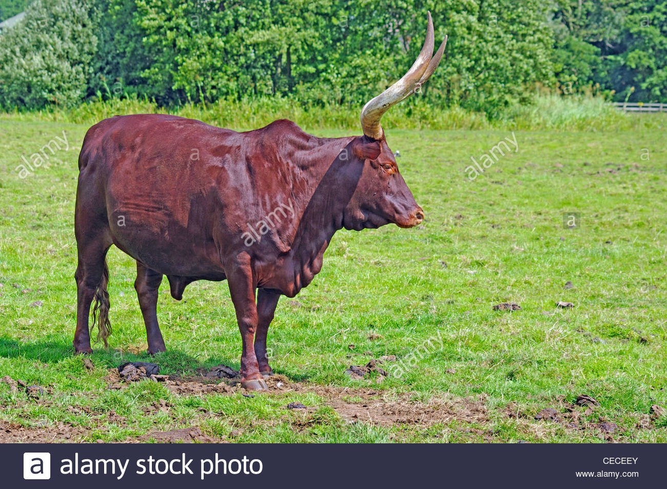 Ankole Cattle Stock Photos & Ankole Cattle Stock Images - Alamy