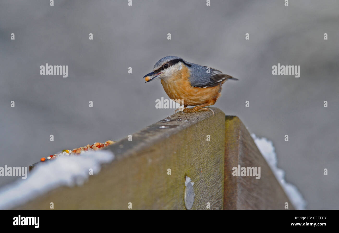 A Nuthatch, a small plump woodland bird feeding off a variety of seeds ...
