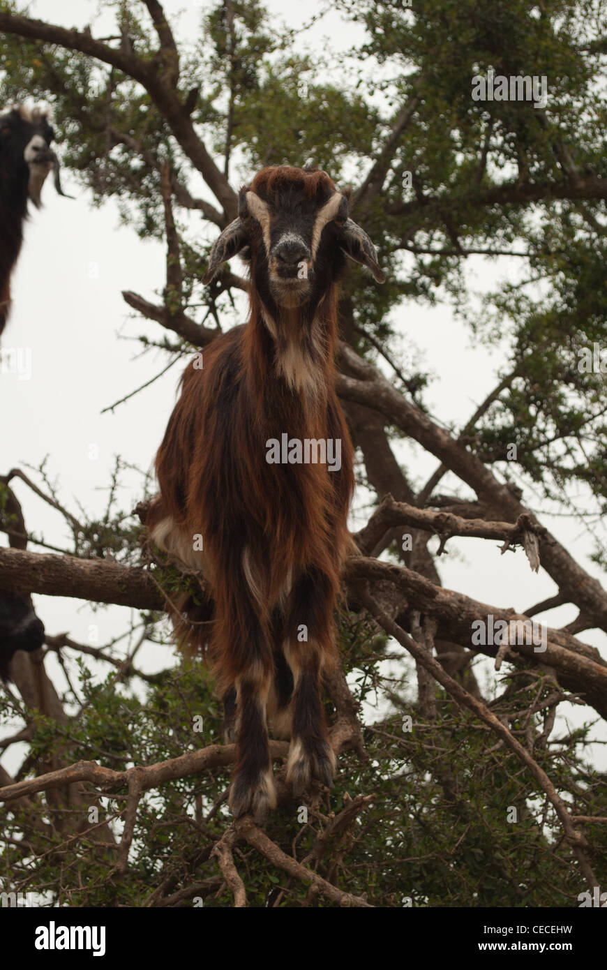 goats in Morocco Stock Photo - Alamy