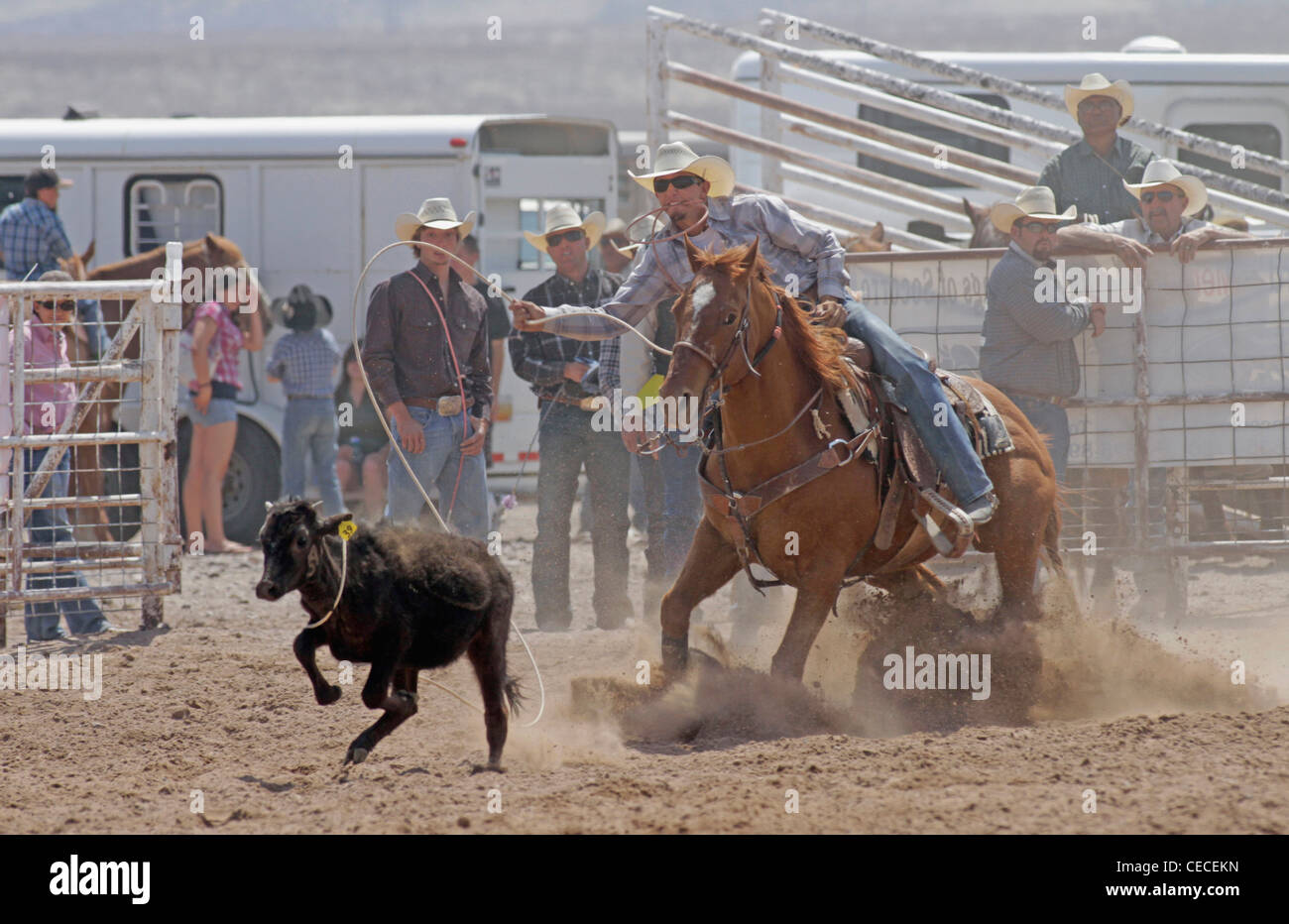 Calf roping hi-res stock photography and images - Alamy
