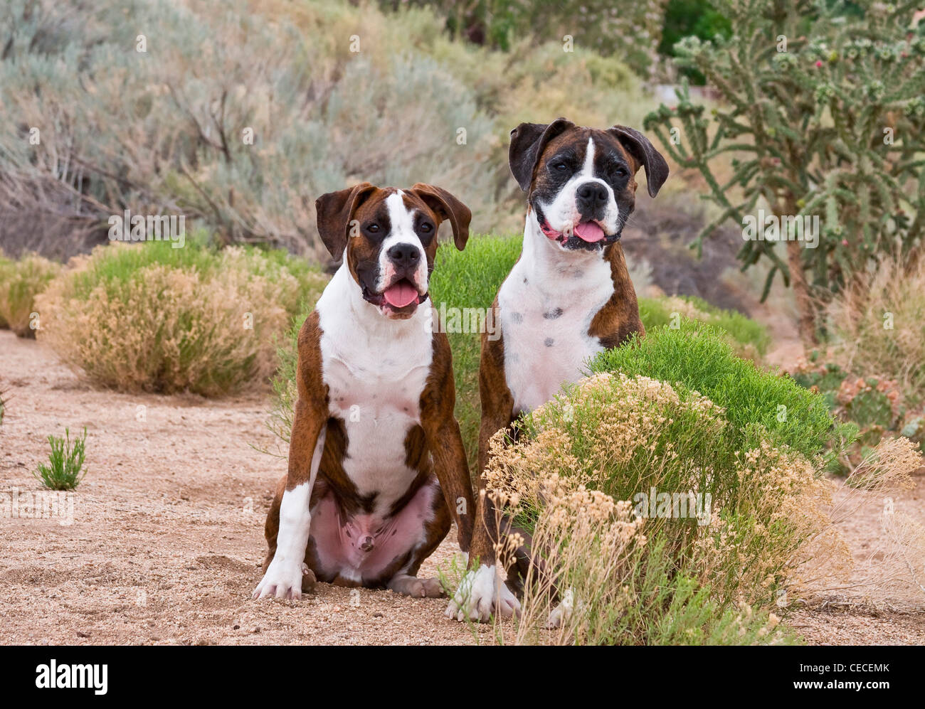 Two Boxer dogs sitting together at a desert park in New Mexico Stock ...