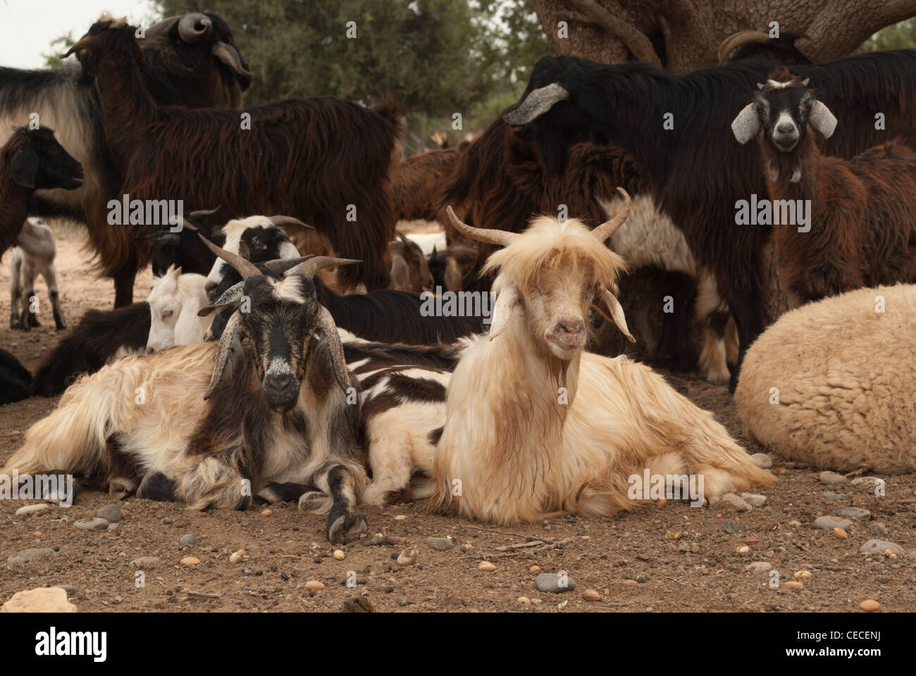 goats in Morocco Stock Photo - Alamy