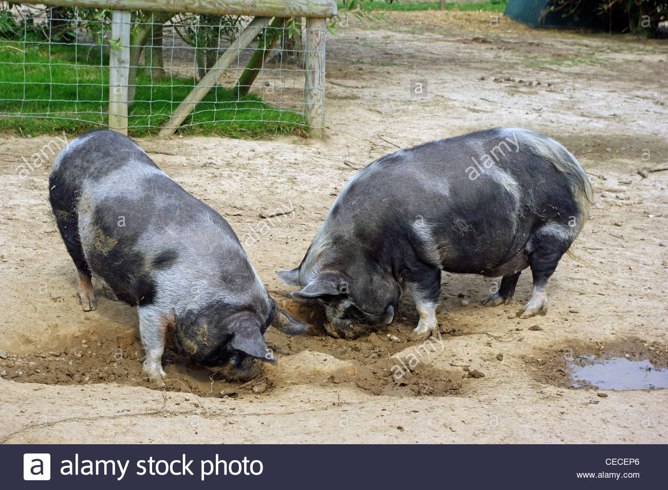 Kune Kune Pigs Stock Photos & Kune Kune Pigs Stock Images - Alamy