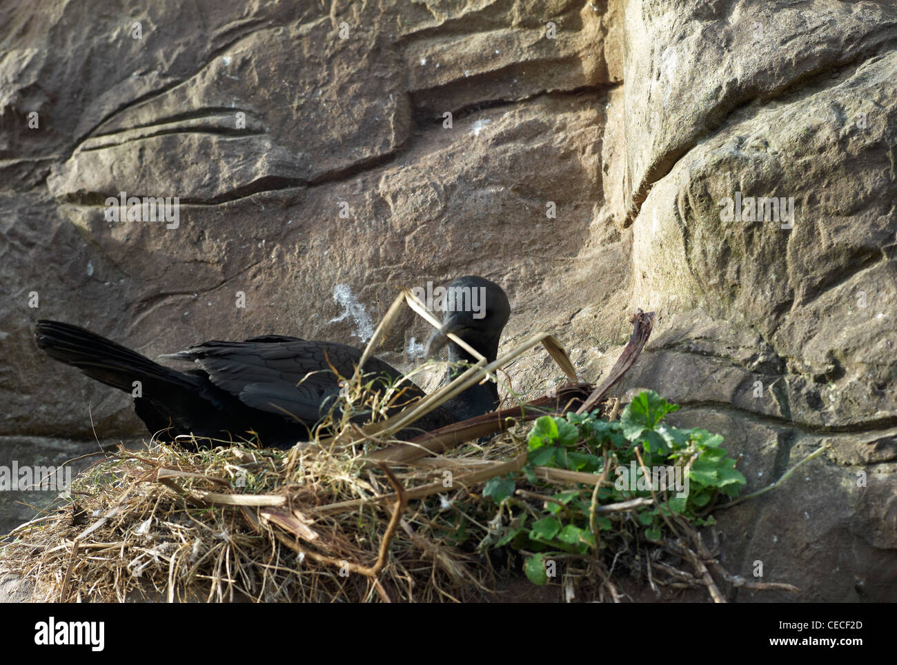 Living coasts zoo and england hi-res stock photography and images - Alamy