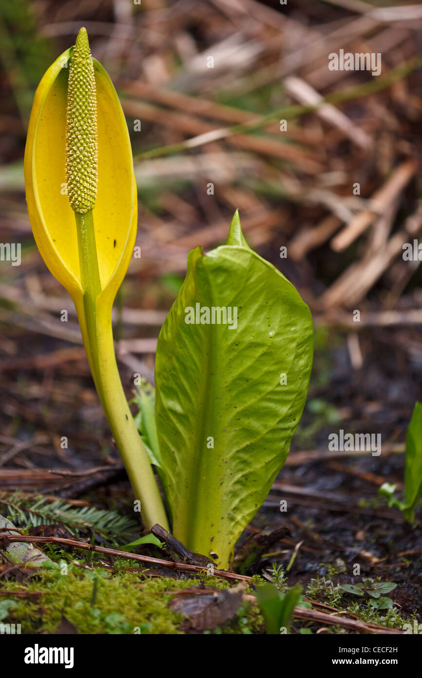 USA, Oregon, Silver Falls State Park, Skunk Cabbage (Lysichiton ...