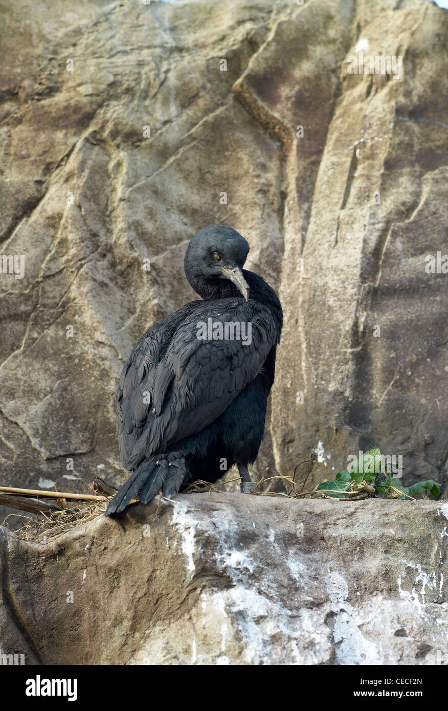 Bank cormorant phalacrocorax neglectus hi-res stock photography and ...