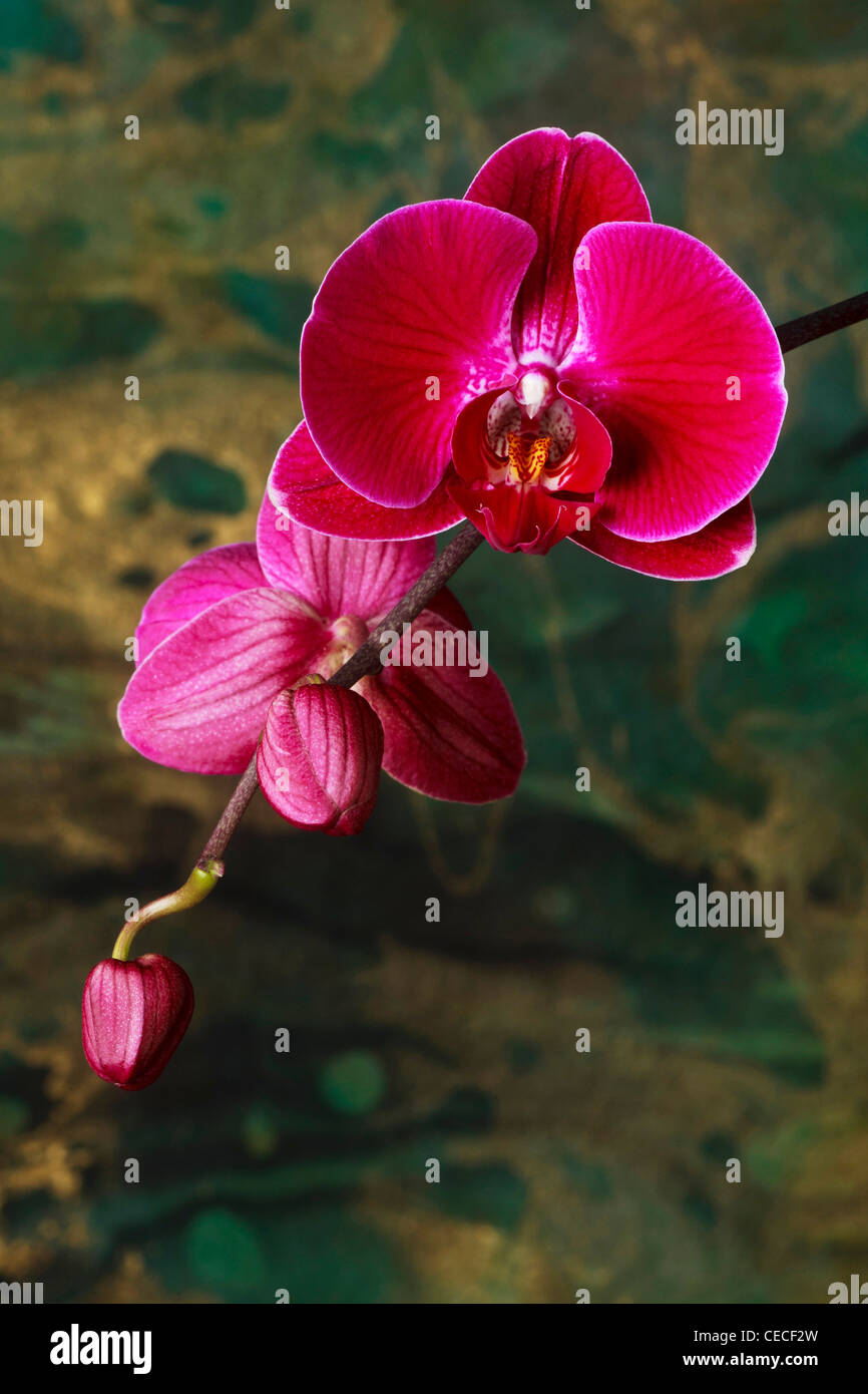 USA, Oregon, Keizer, hybrid orchid Stock Photo - Alamy