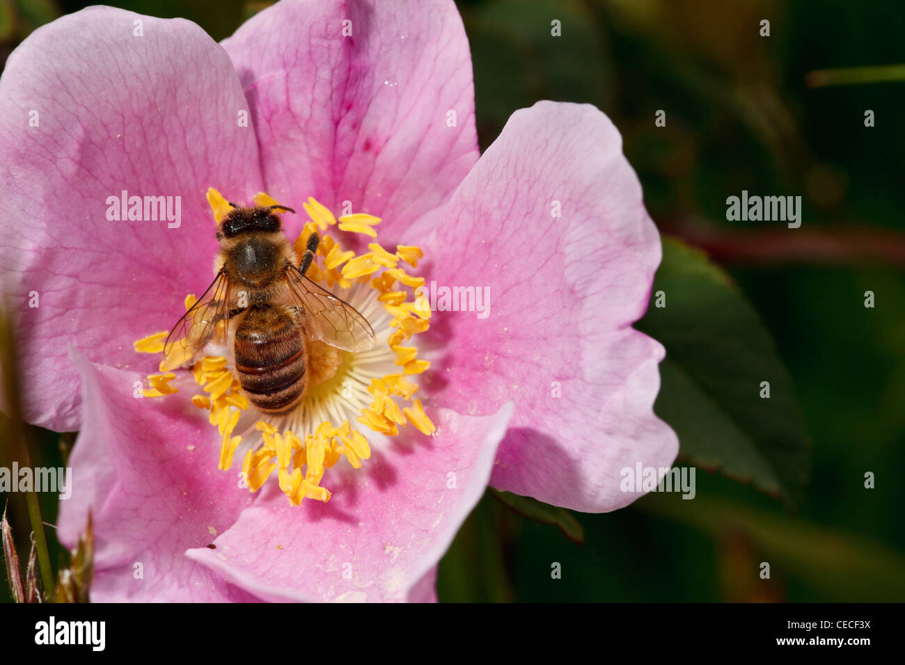 USA, Oregon, Eugene, Fern Ridge Wildlife Area, Honey Bee (Apis ...