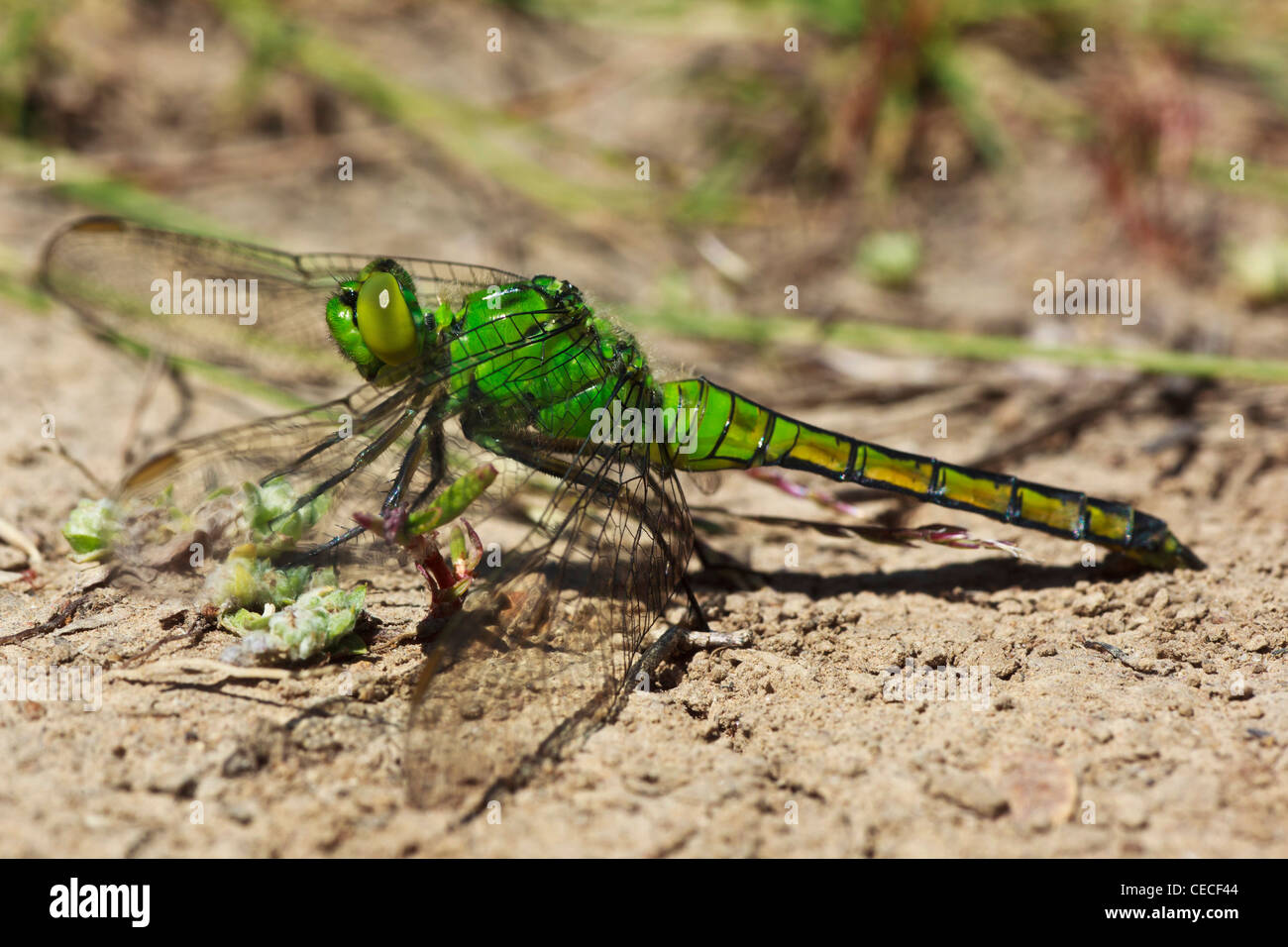 USA, Oregon, Eugene, Fern Ridge Wildlife Area, female Western Pondhawk ...