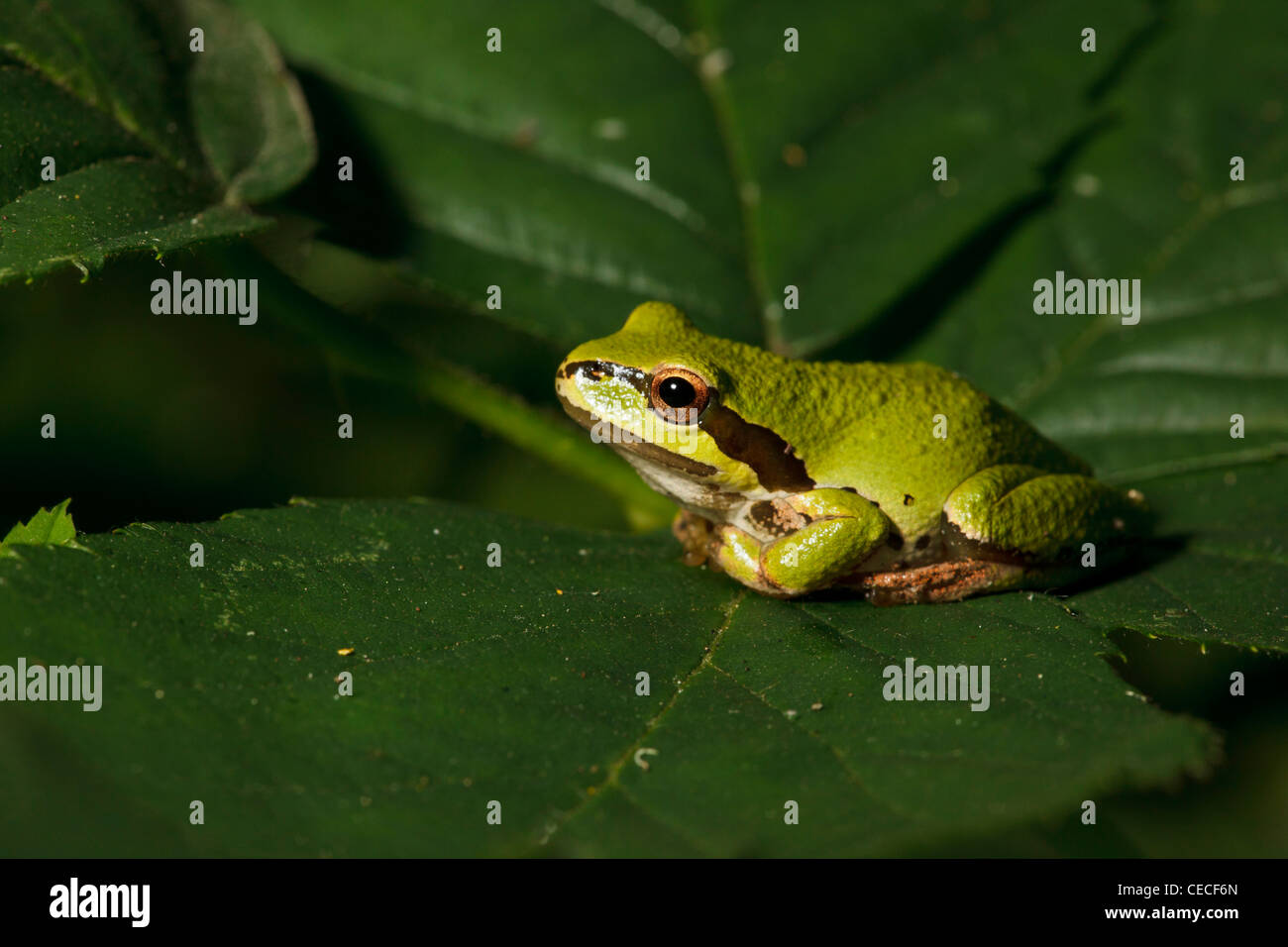 USA, Oregon, Eugene, West Eugene Wetlands, Pacific Green Tree Frog ...