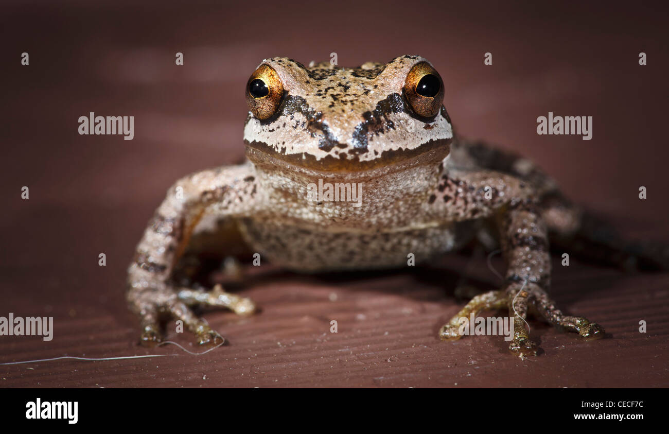 USA, Oregon, Keizer, Pacific Tree Frog (Pseudacris regilla Stock Photo ...