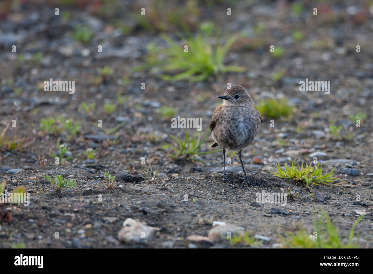 Austral Negrito (Lessonia rufa), female in Ushuaia, Tierra Del Fuego ...
