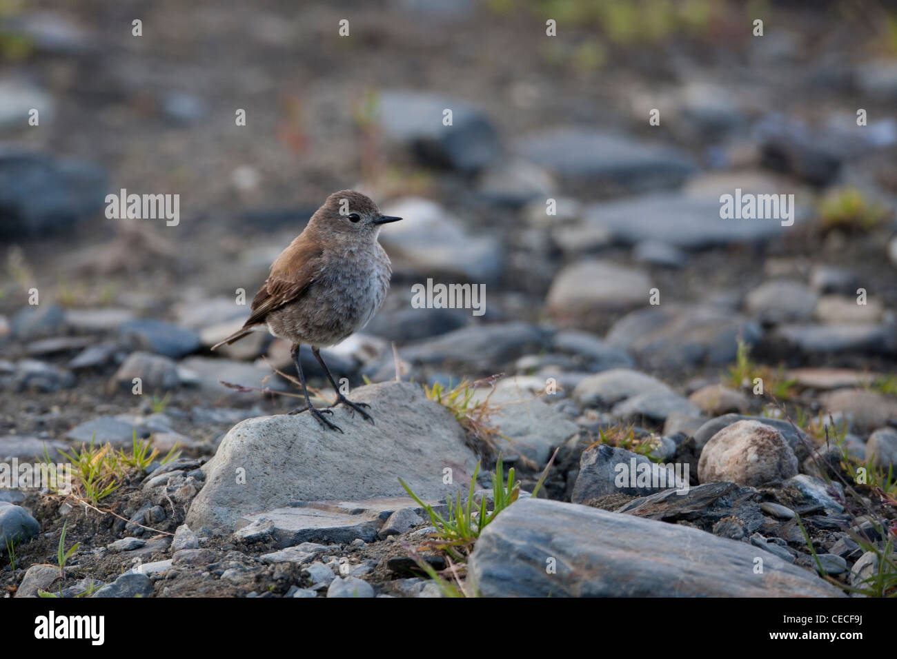 Austral Negrito (Lessonia rufa), female in Ushuaia, Tierra Del Fuego ...