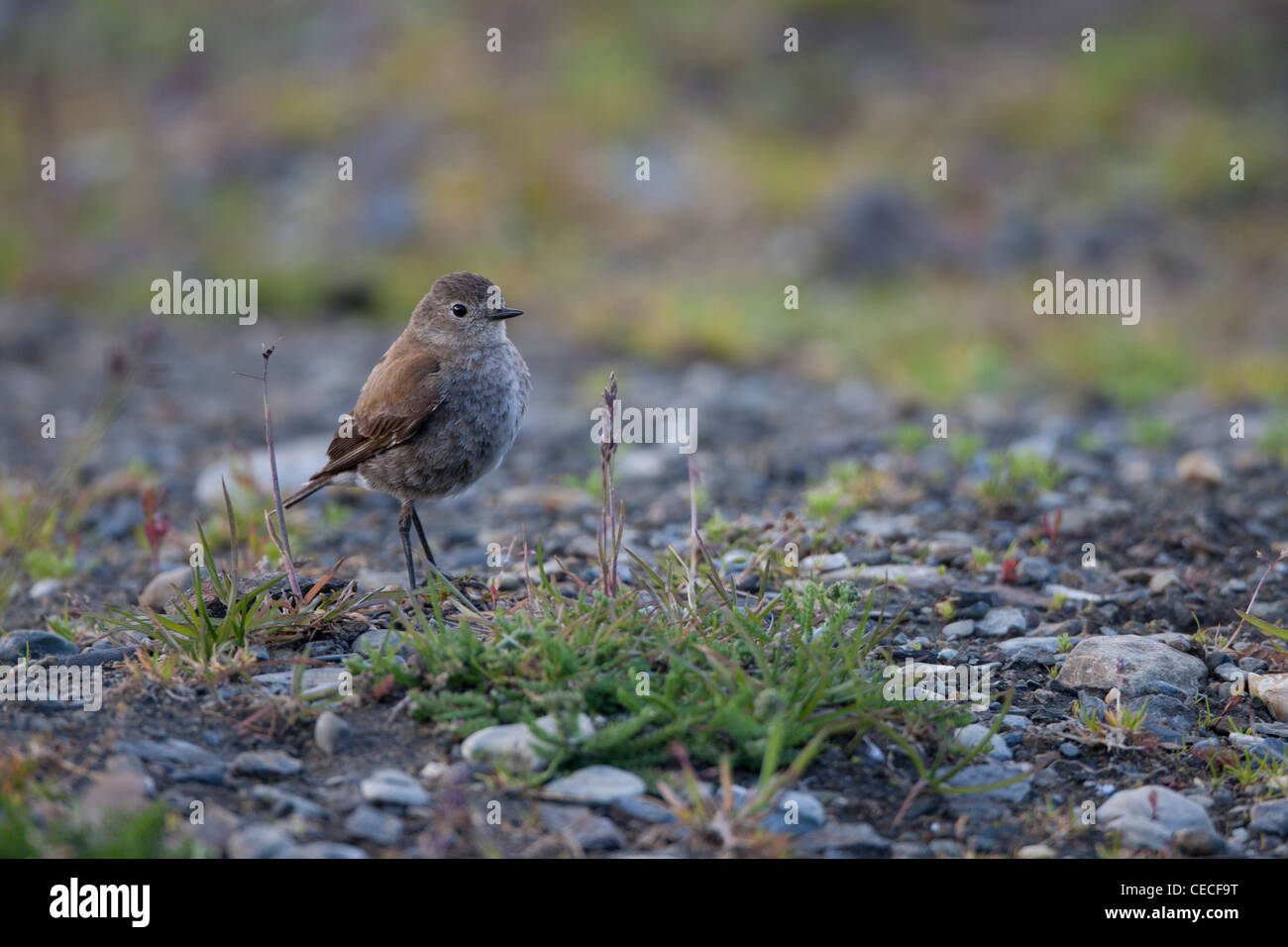 Austral Negrito (Lessonia rufa), female in Ushuaia, Tierra Del Fuego ...