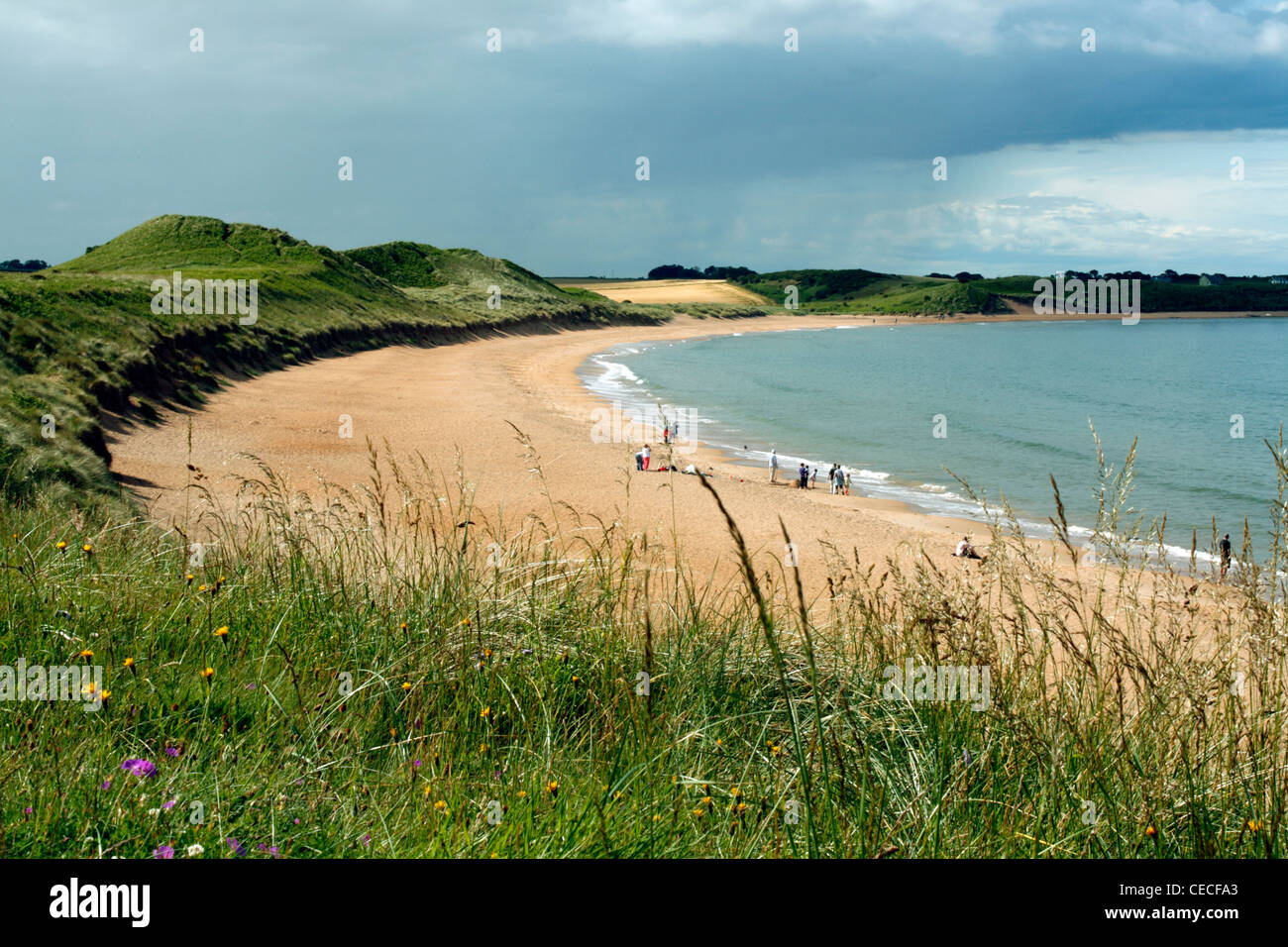 Seaweed northumberland embleton bay beach hi-res stock photography and ...