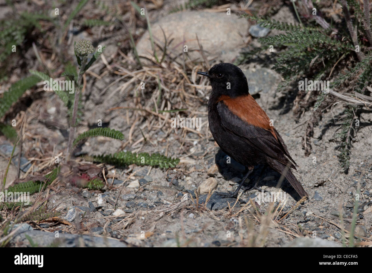 Negrito hi-res stock photography and images - Alamy