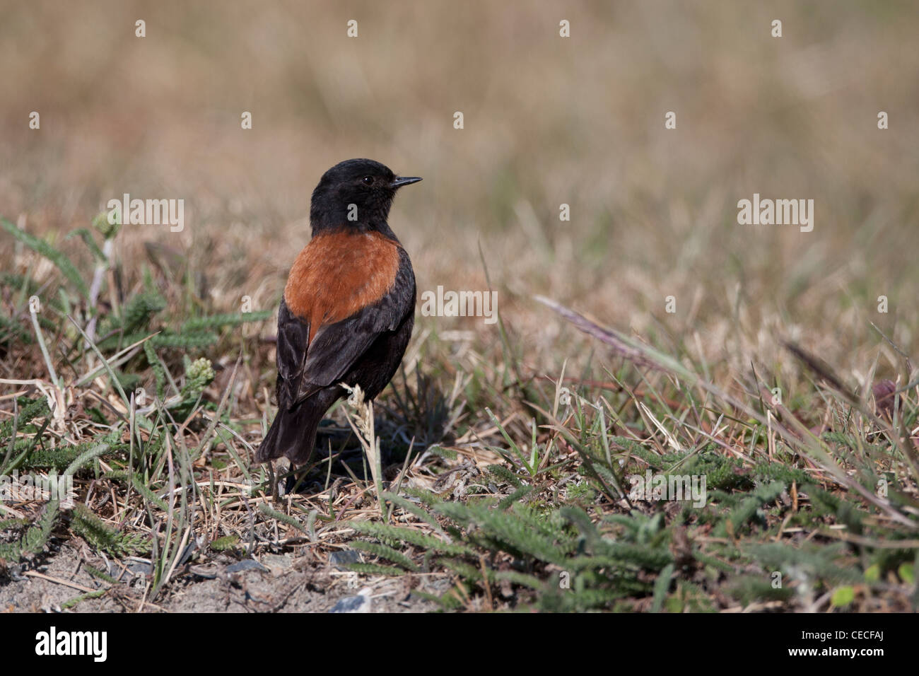 Austral Negrito (Lessonia rufa), male in Ushuaia, Tierra Del Fuego ...