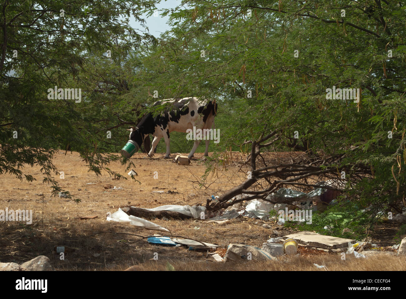 Cattle waste hi-res stock photography and images - Alamy