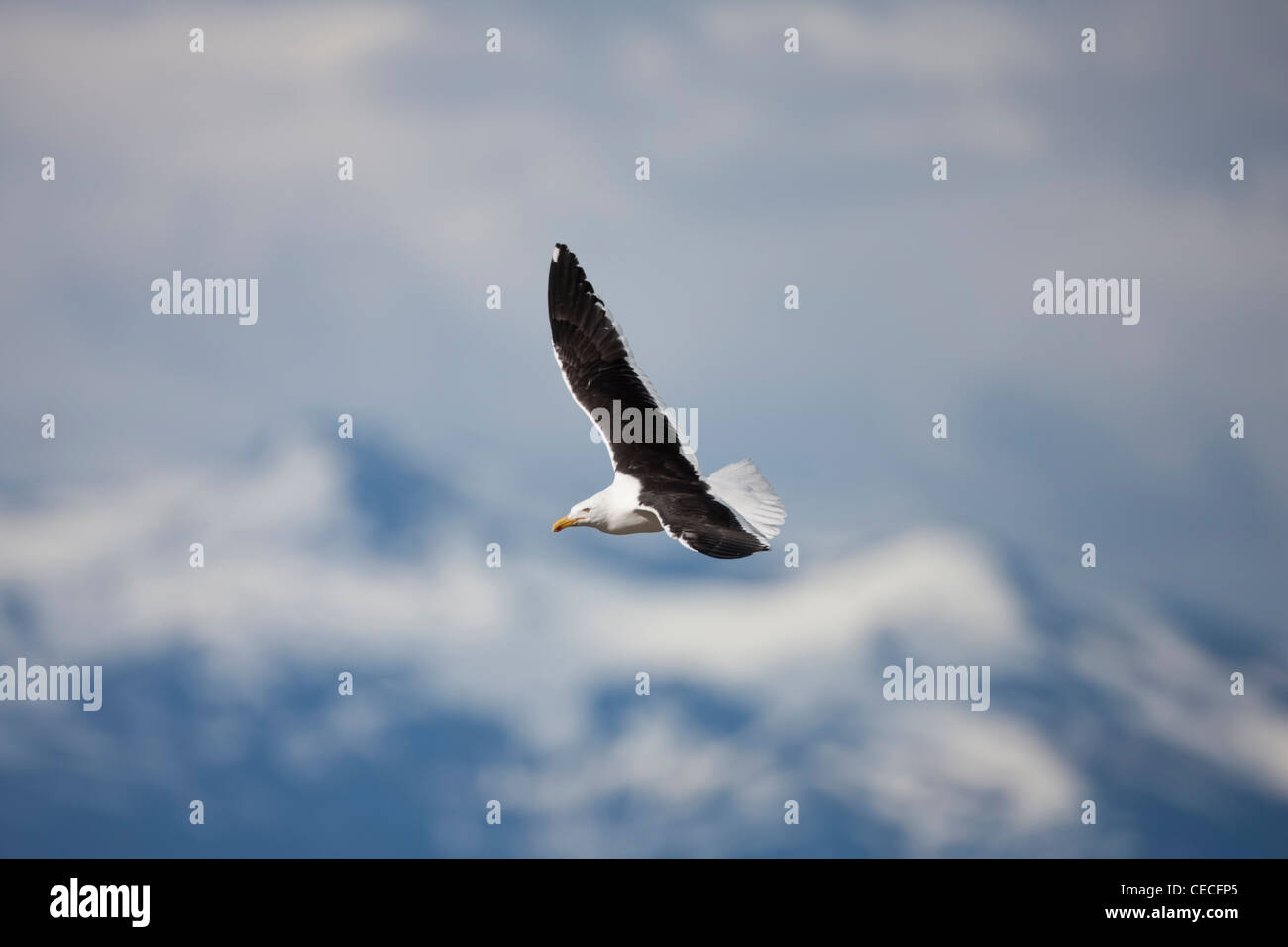Kelp Gull (Larus dominicanus dominicanus) adult in breeding plumage in ...