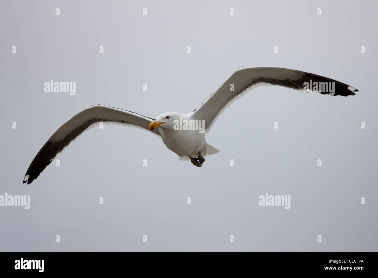 Kelp Gull (Larus dominicanus dominicanus) adult in breeding plumage in ...