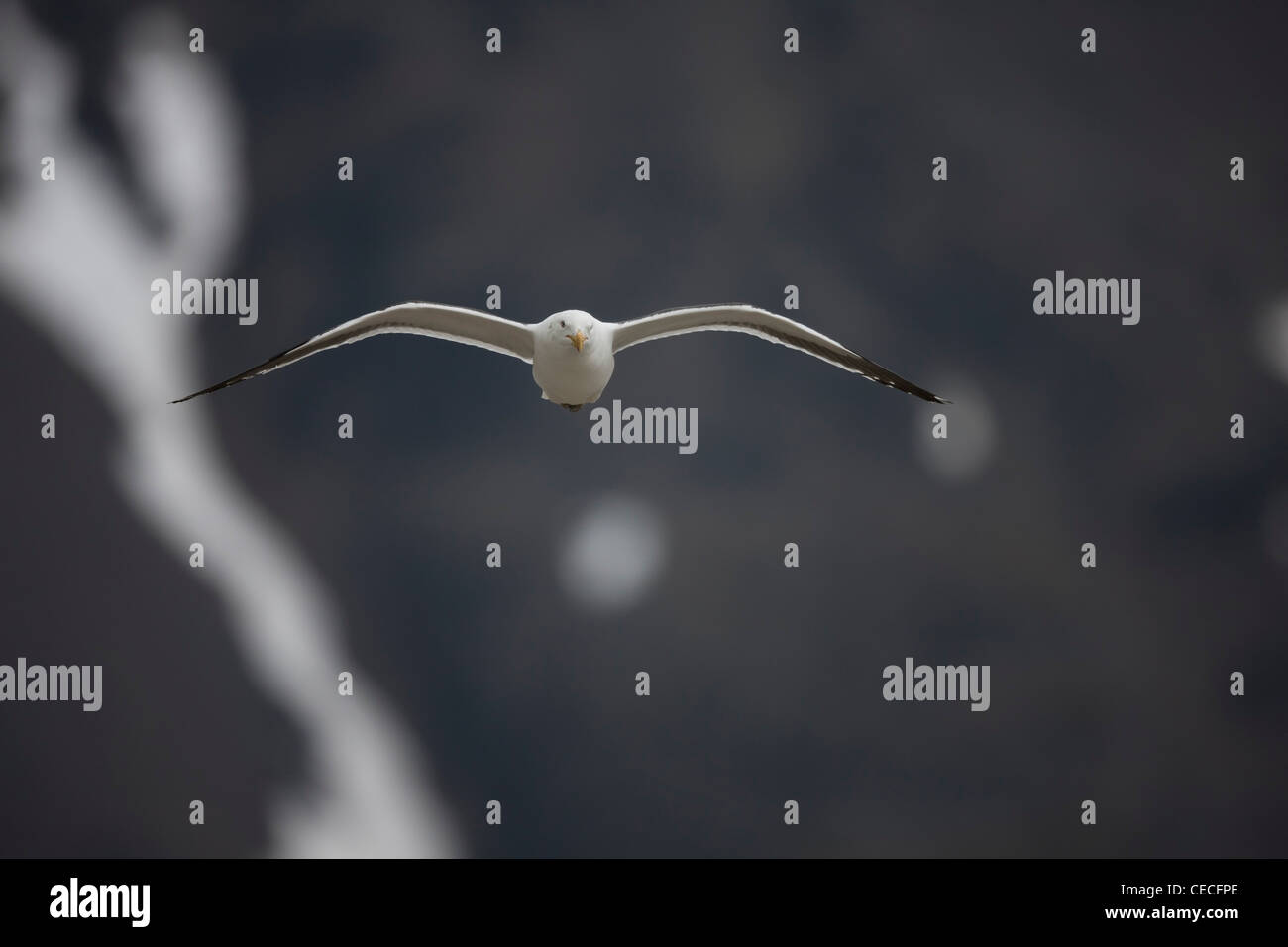 Kelp Gull (Larus dominicanus dominicanus) adult in breeding plumage in ...