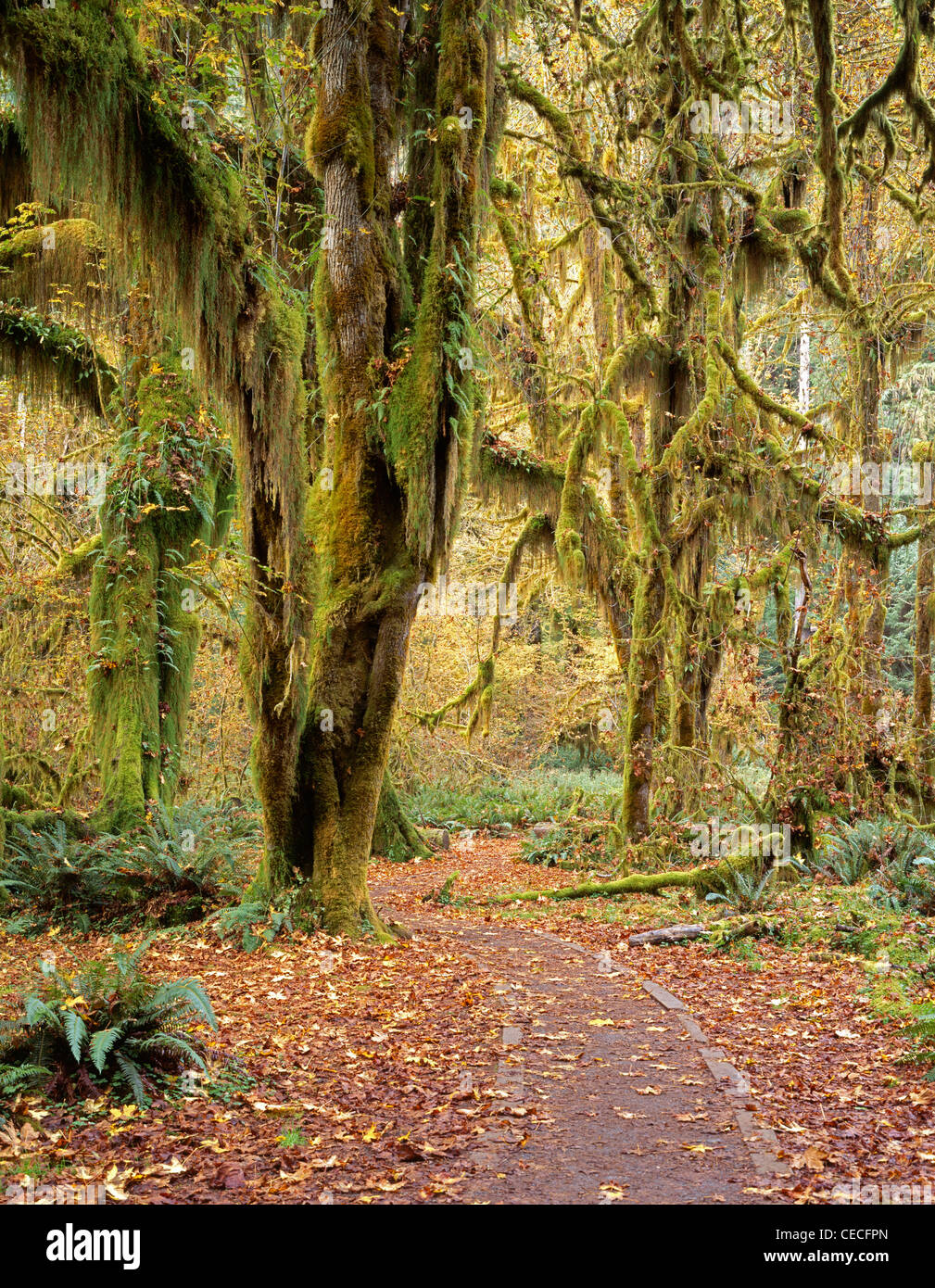 USA, Washington, Hoh Rain Forest, Olympic National Park Stock Photo - Alamy