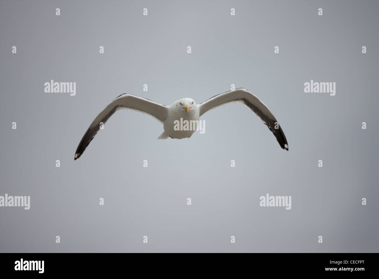 Kelp Gull (Larus dominicanus dominicanus) adult in breeding plumage in ...
