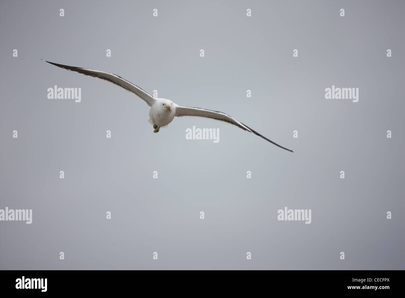 Kelp Gull (Larus dominicanus dominicanus) adult in breeding plumage in ...