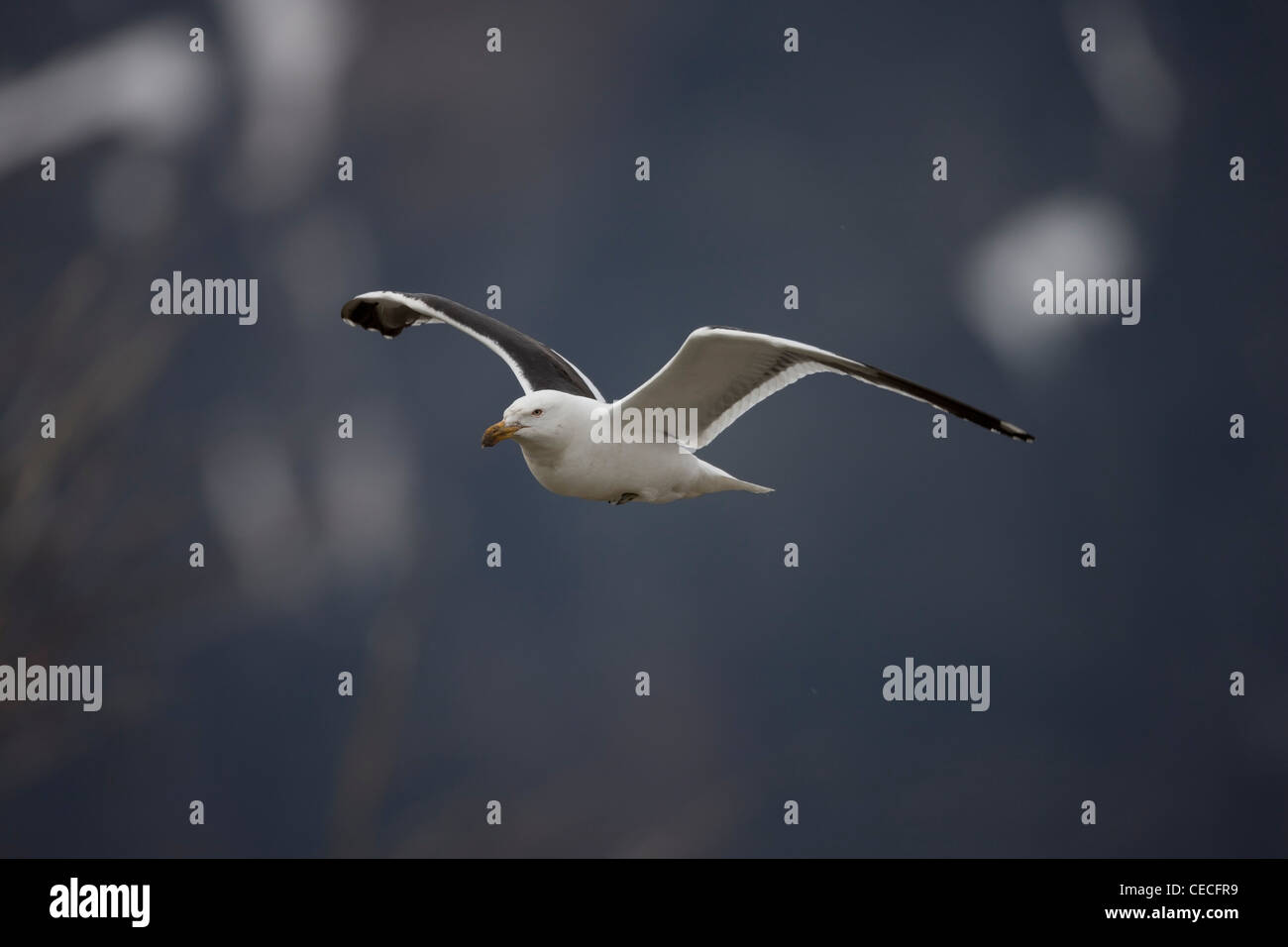 Kelp Gull (Larus dominicanus dominicanus) adult in breeding plumage in ...