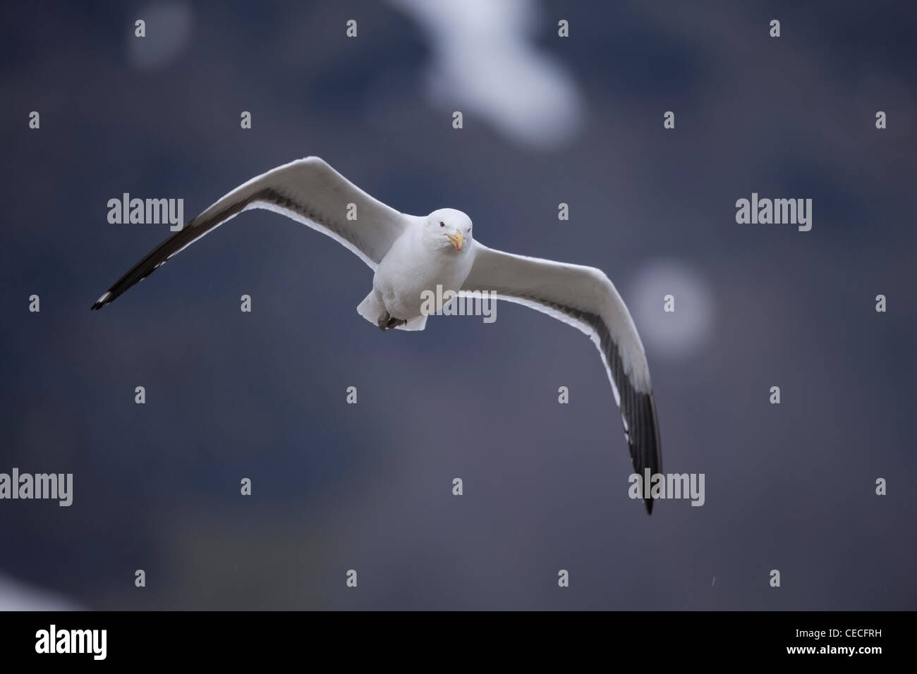 Kelp Gull (Larus dominicanus dominicanus) adult in breeding plumage in ...