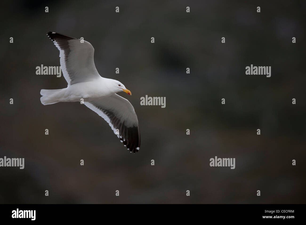 Kelp Gull (Larus dominicanus dominicanus) adult in breeding plumage in ...
