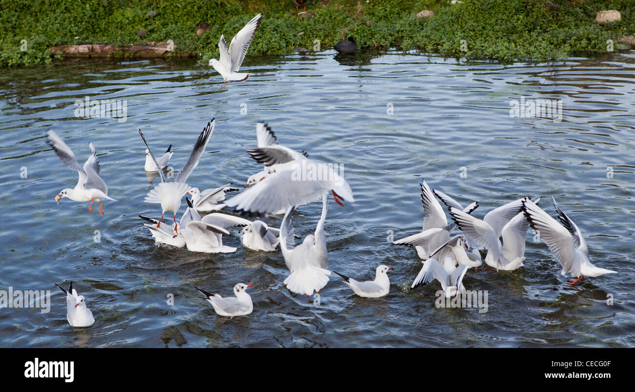 Feeding frenzy of small gulls at this stretch of water Stock Photo - Alamy