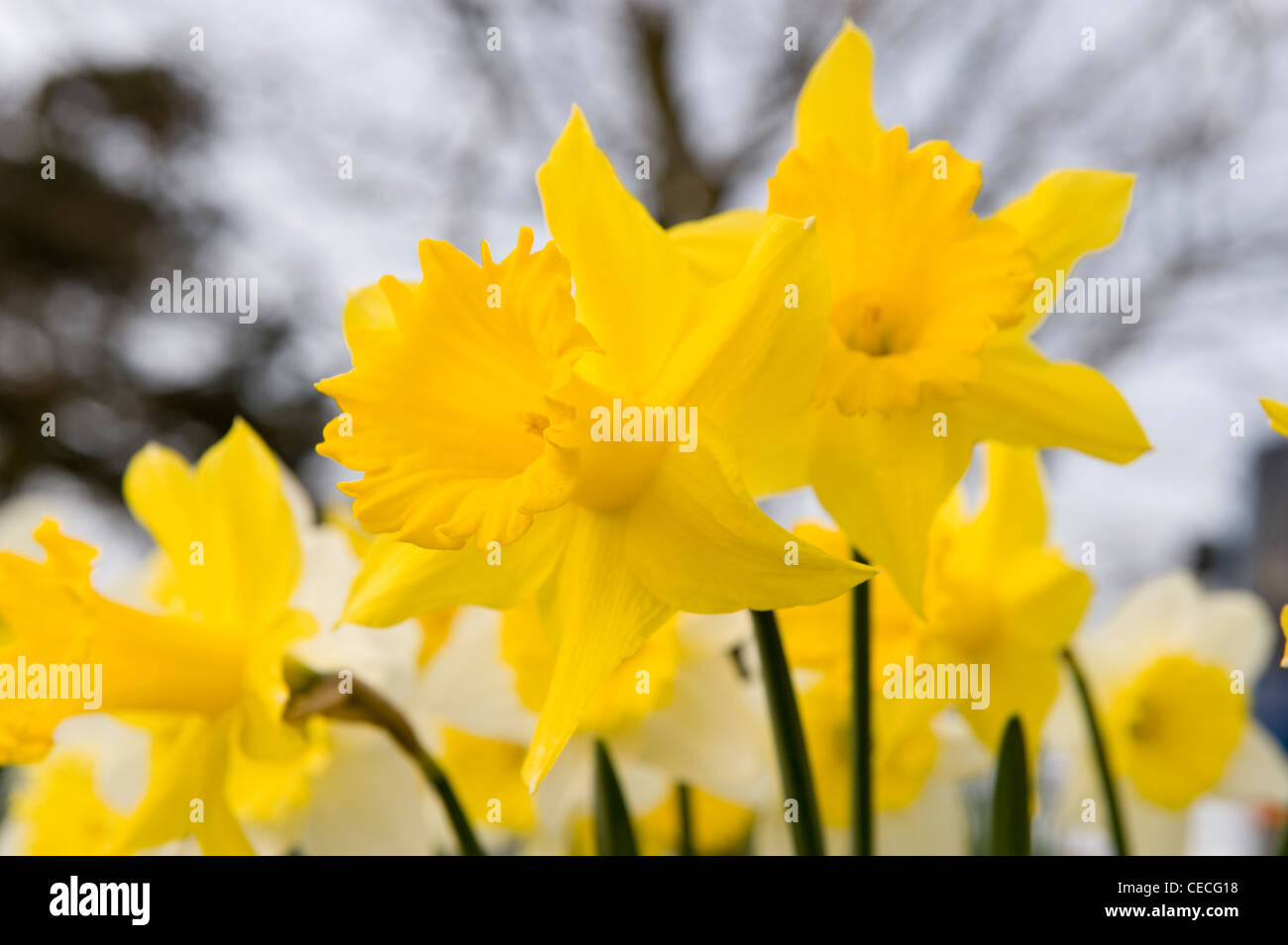 Cheerful golden yellow spring flowers hi-res stock photography and ...