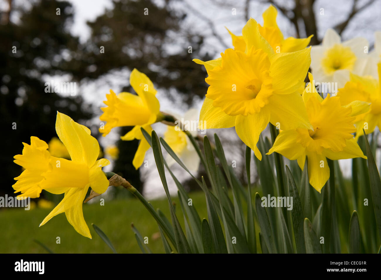 Bright colourful display of yellow seasonal spring flowers (beautiful ...