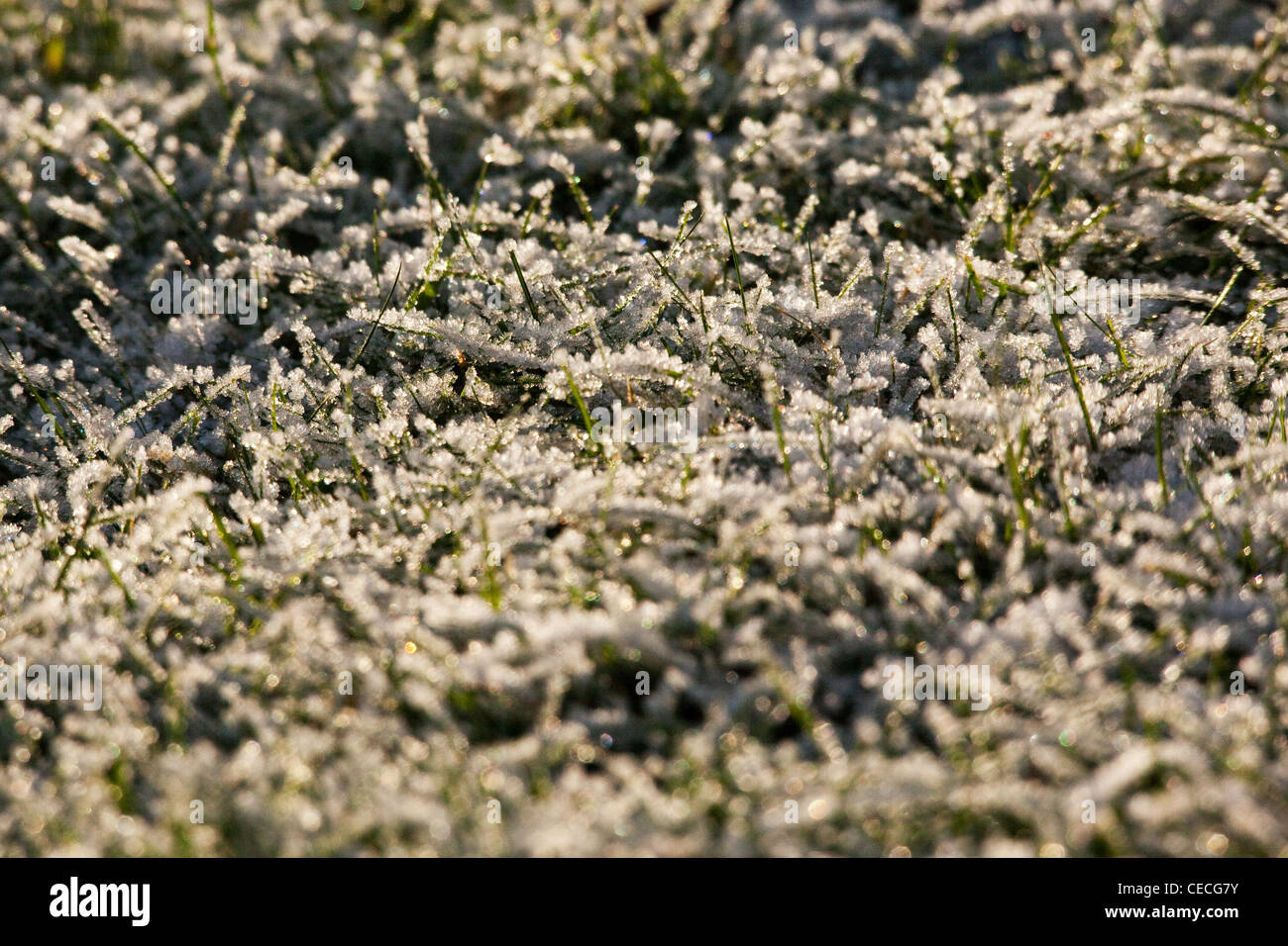 Close up of heavy frost on grass Stock Photo - Alamy