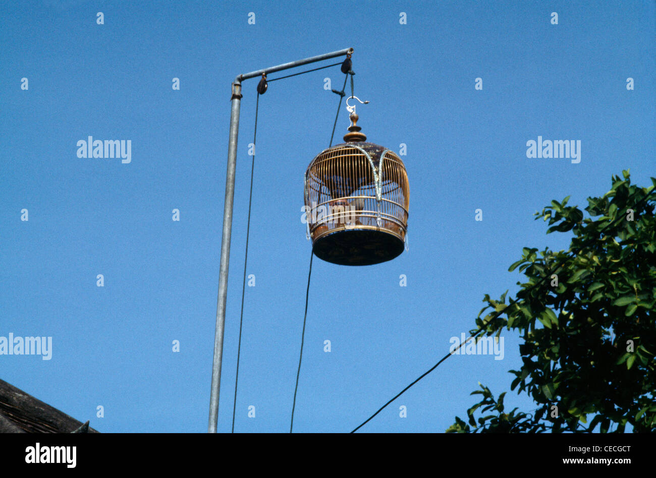 Khota Batam Malaysia Birds Are Placed In A Cage Which Is On Top Of A ...