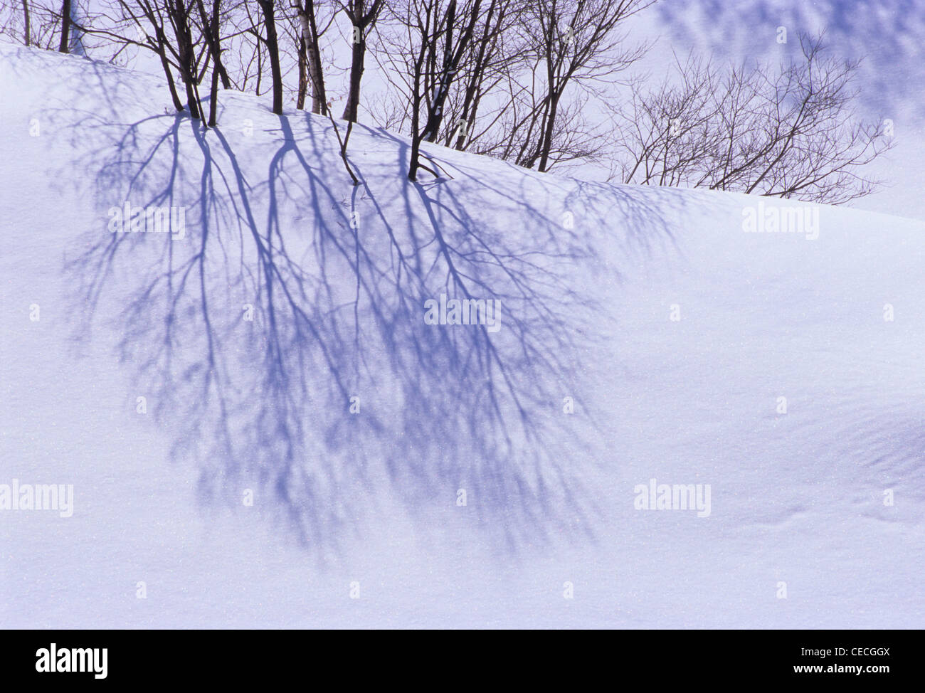 Winter landscape, Shiga Kogen, Nagano Prefecture, Japan Stock Photo - Alamy