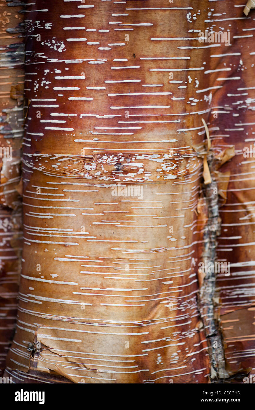 Betula Albosinensis 'Red Panda'. Chinese red birch tree bark Stock ...