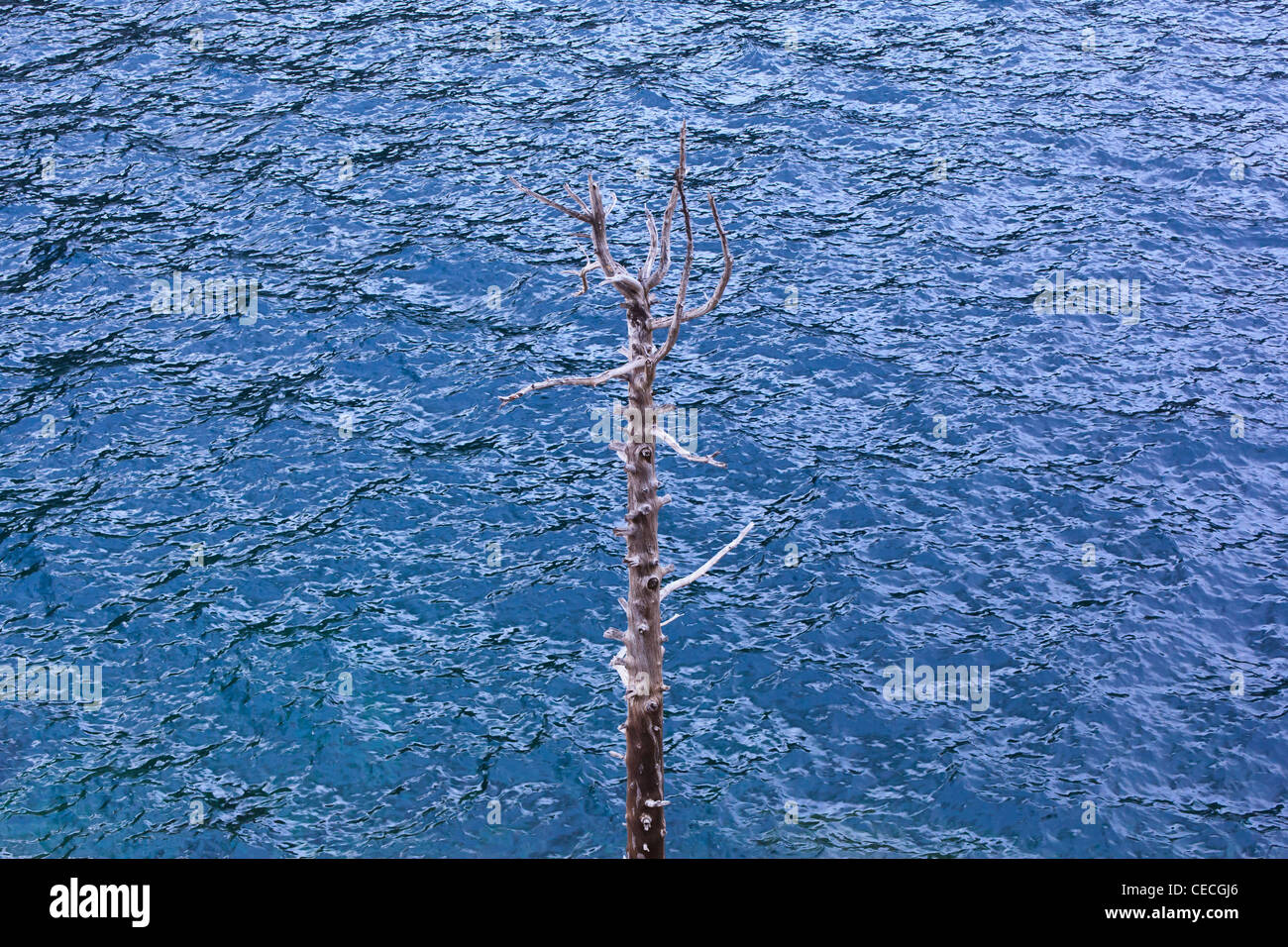 Mountain Pine (Pinus uncinata) and Cavallers lake surface. Pyrenees ...