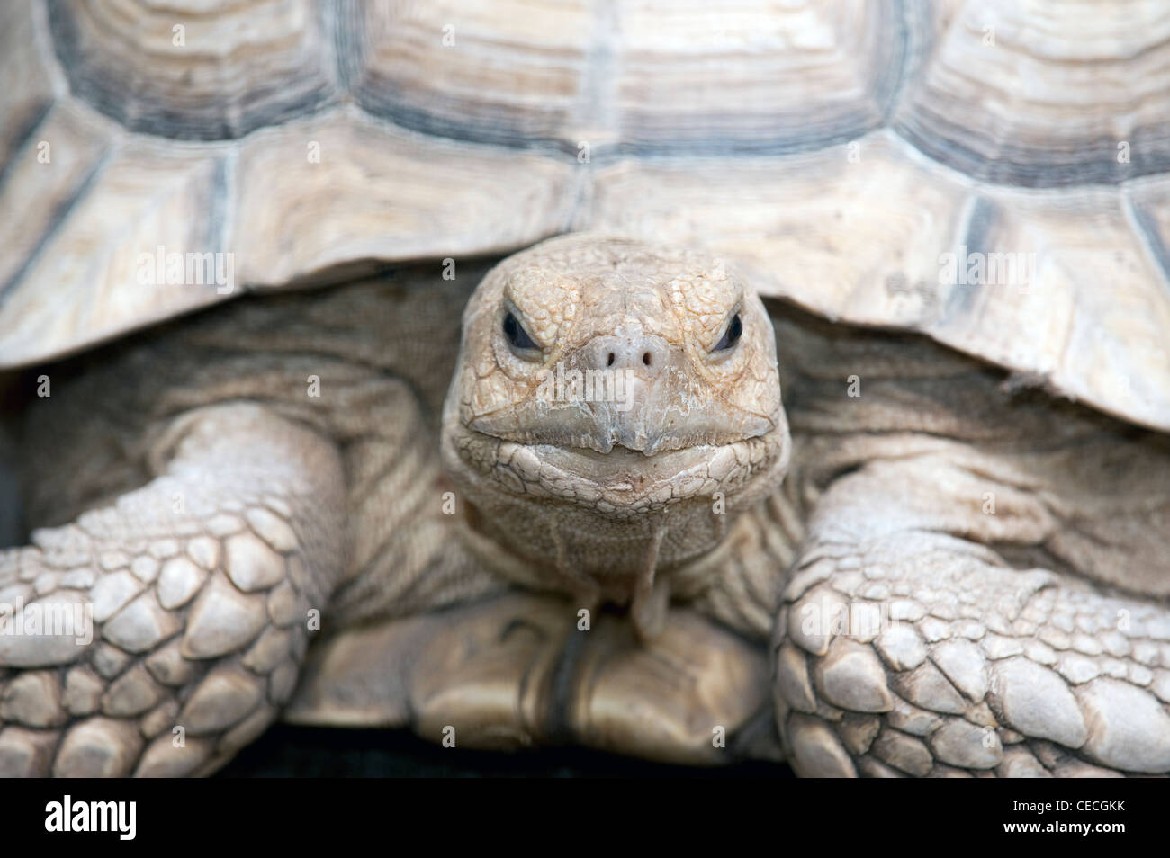 Close up of a Spur Thighed tortoise ( Testudo graeca ) at an animal ...