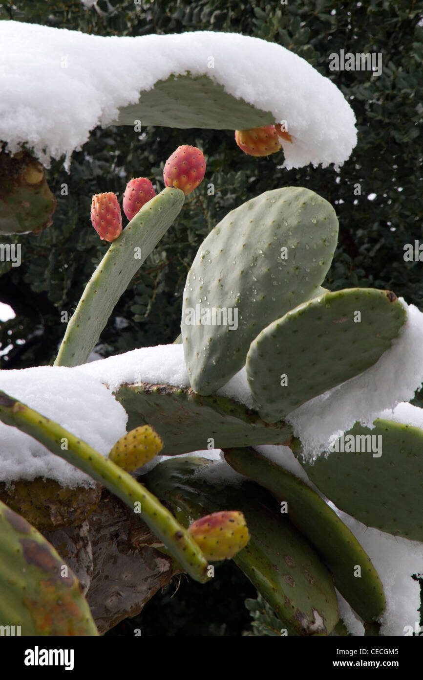 prickly pear cactus winter snow Stock Photo - Alamy