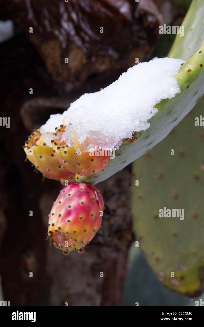Cactus with snow hi-res stock photography and images - Alamy