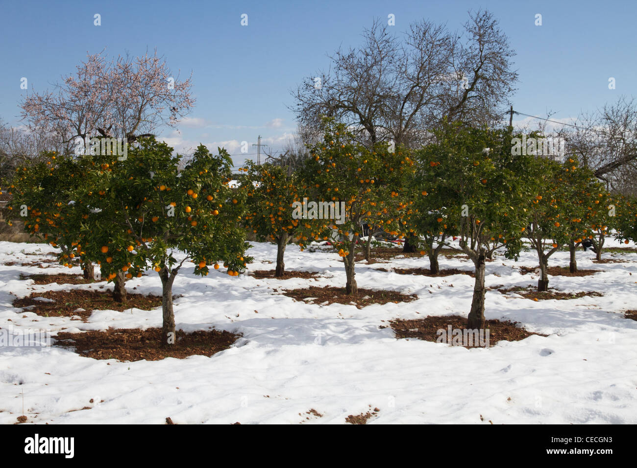 orange trees in winter snow Majorca Mallorca Spain Stock Photo - Alamy