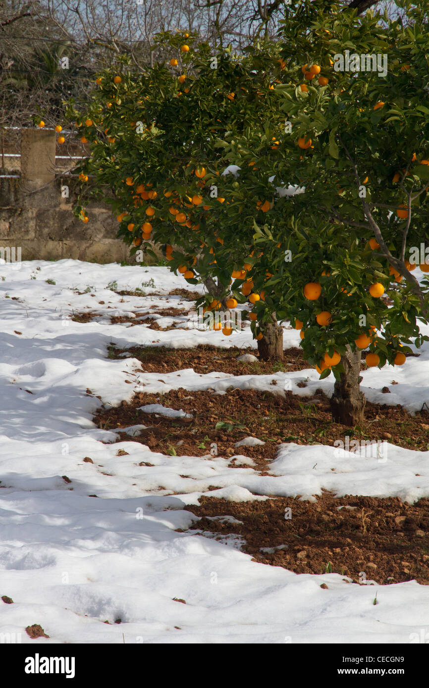 orange trees in winter snow Majorca Mallorca Spain Stock Photo - Alamy